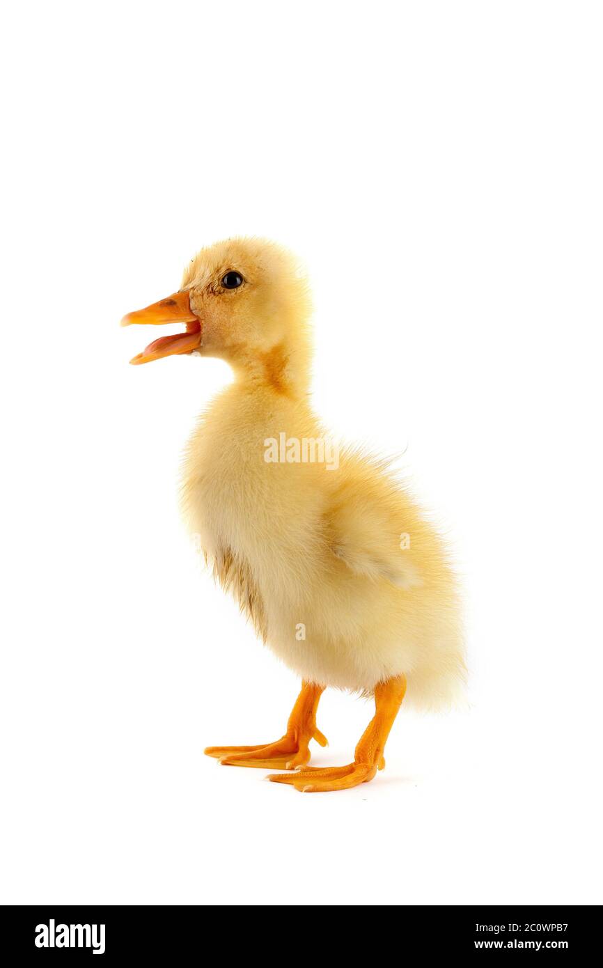 The yellow small duckling Stock Photo - Alamy