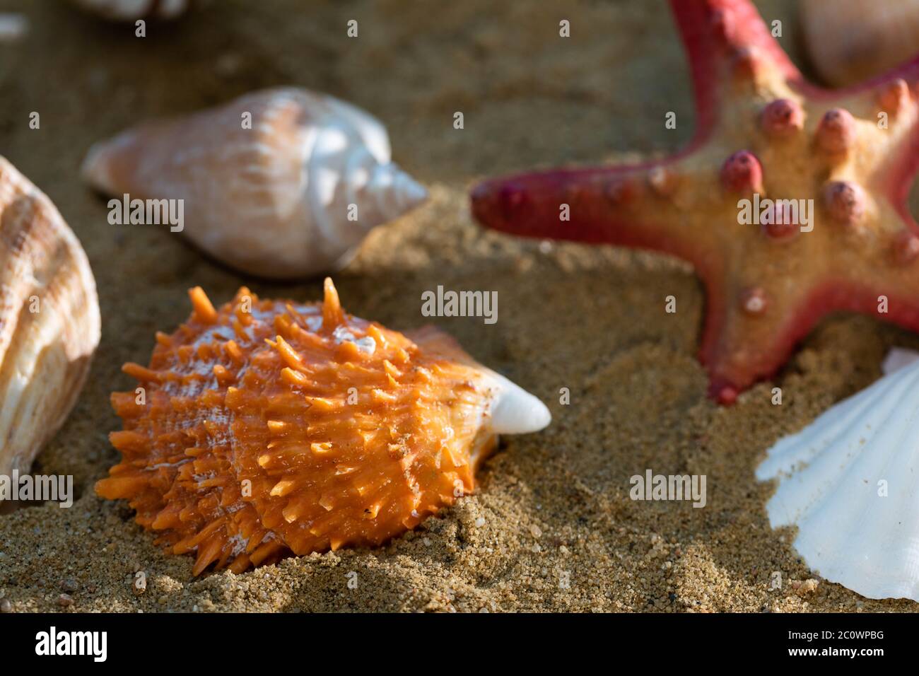 Limestone shells of snails. Abandoned shells lie on the beach. Sandy ...