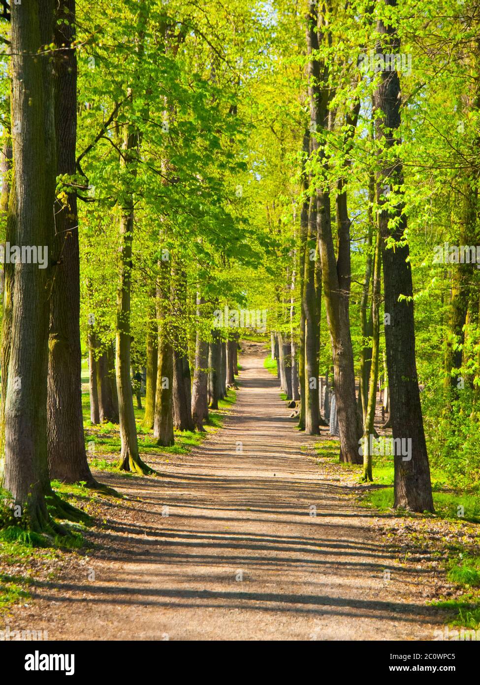 Country road alley in the spring forest Stock Photo - Alamy