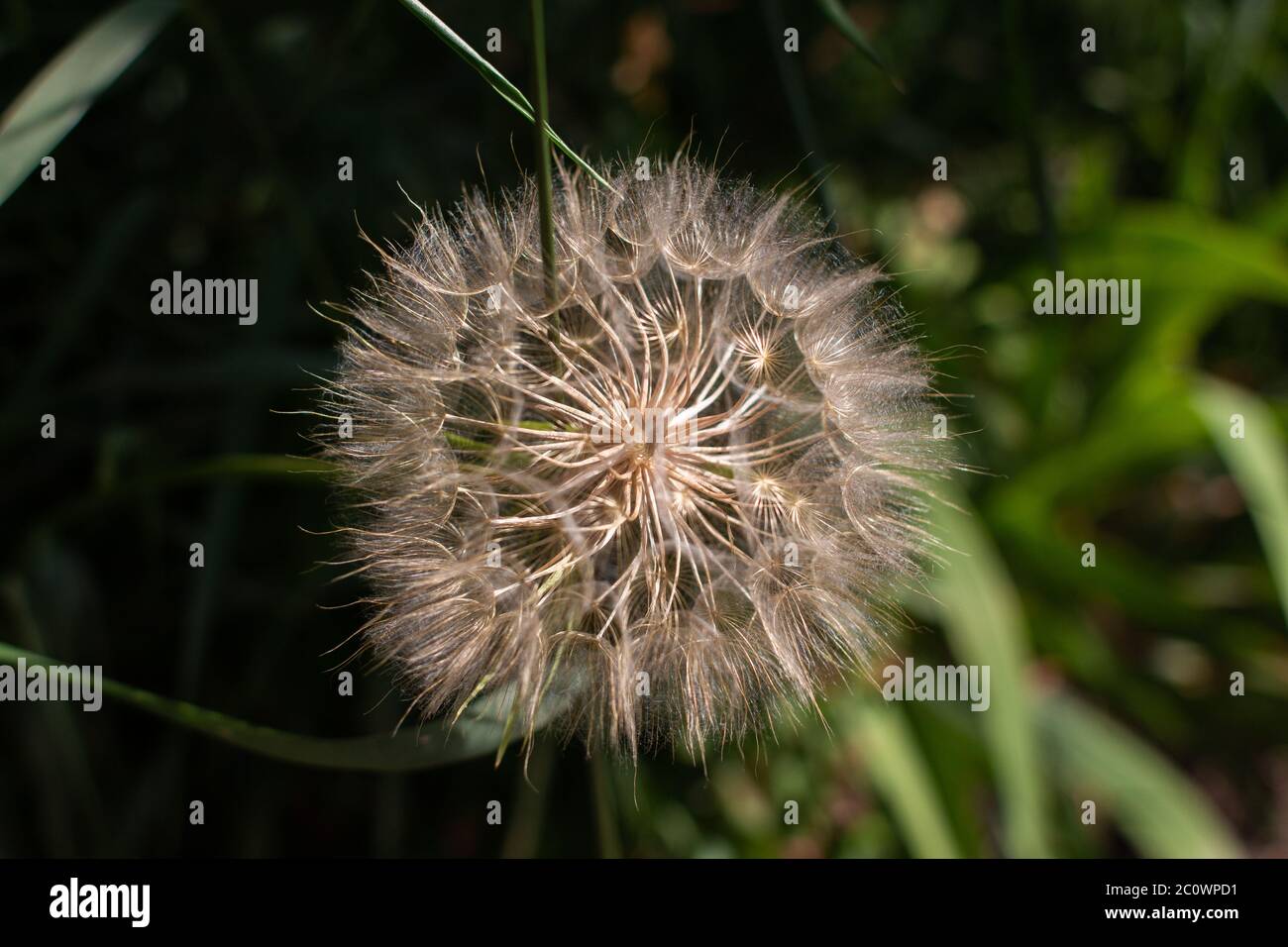 big dandelion closeup in summer in grass Stock Photo - Alamy