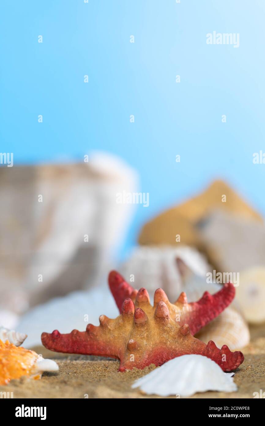 Blue sky. Limestone shells of snails. Abandoned shells lie on the beach ...