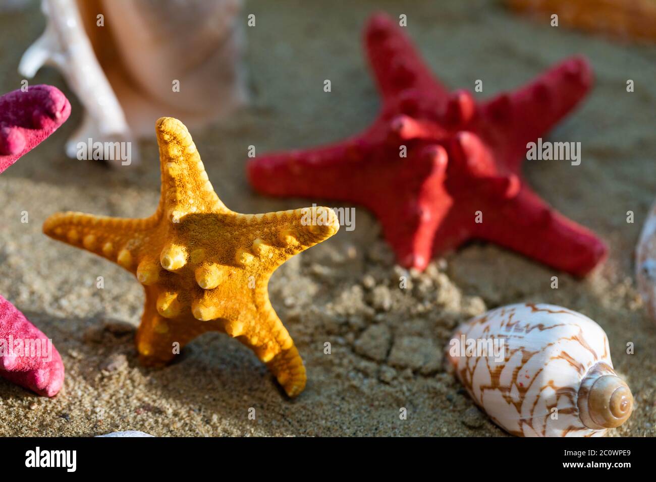 Limestone shells of snails. Abandoned shells lie on the beach. Sandy ...