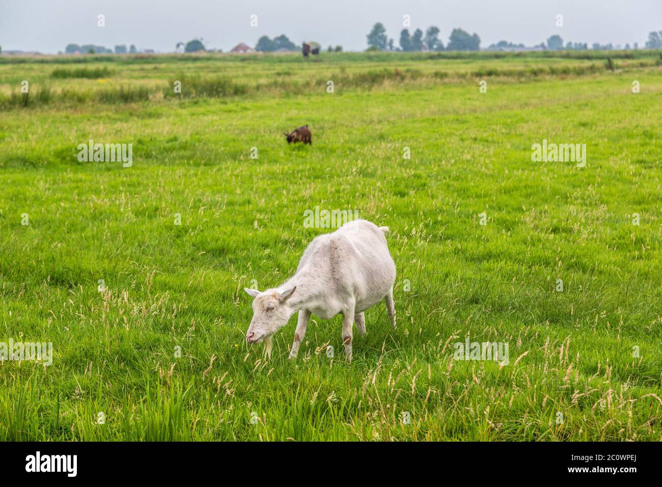 Weather goat hi-res stock photography and images - Alamy