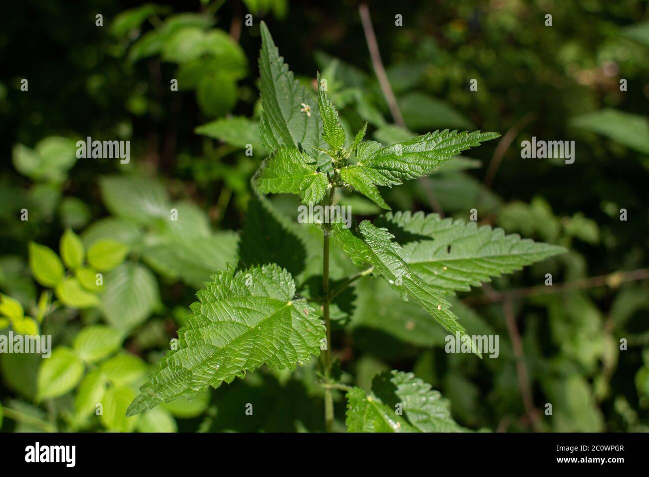 Young nettles growing hi-res stock photography and images - Alamy