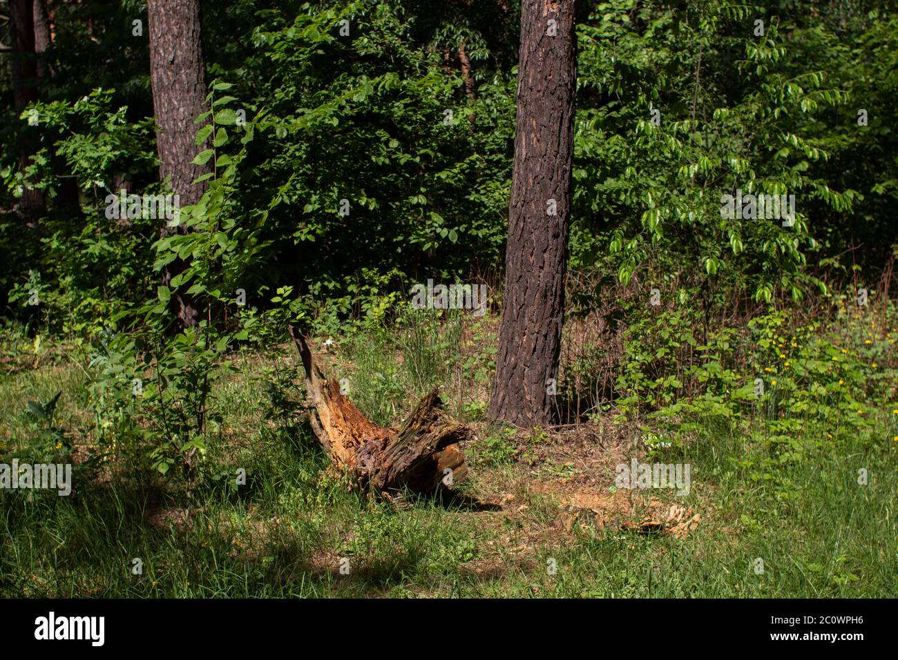 wooden stump in the forest torn from ground Stock Photo - Alamy
