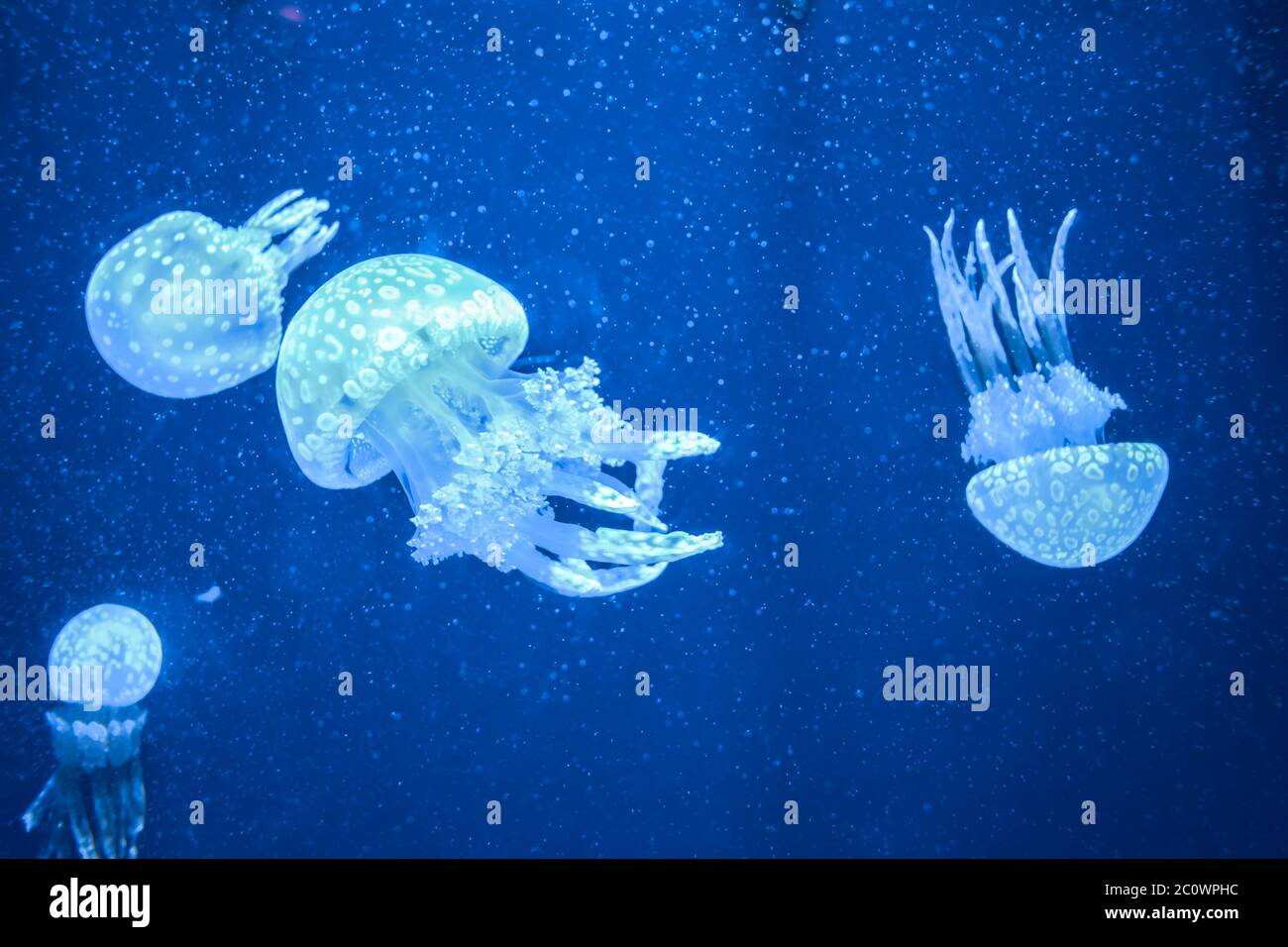 Jars with traditional Japanese alcohol with dead snake inside Stock ...