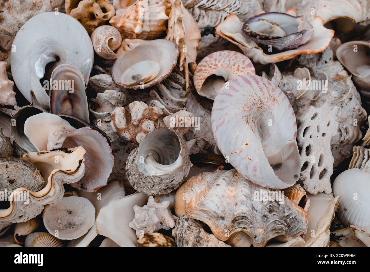 Collection of beautiful unique sea shells of various shapes and sizes ...