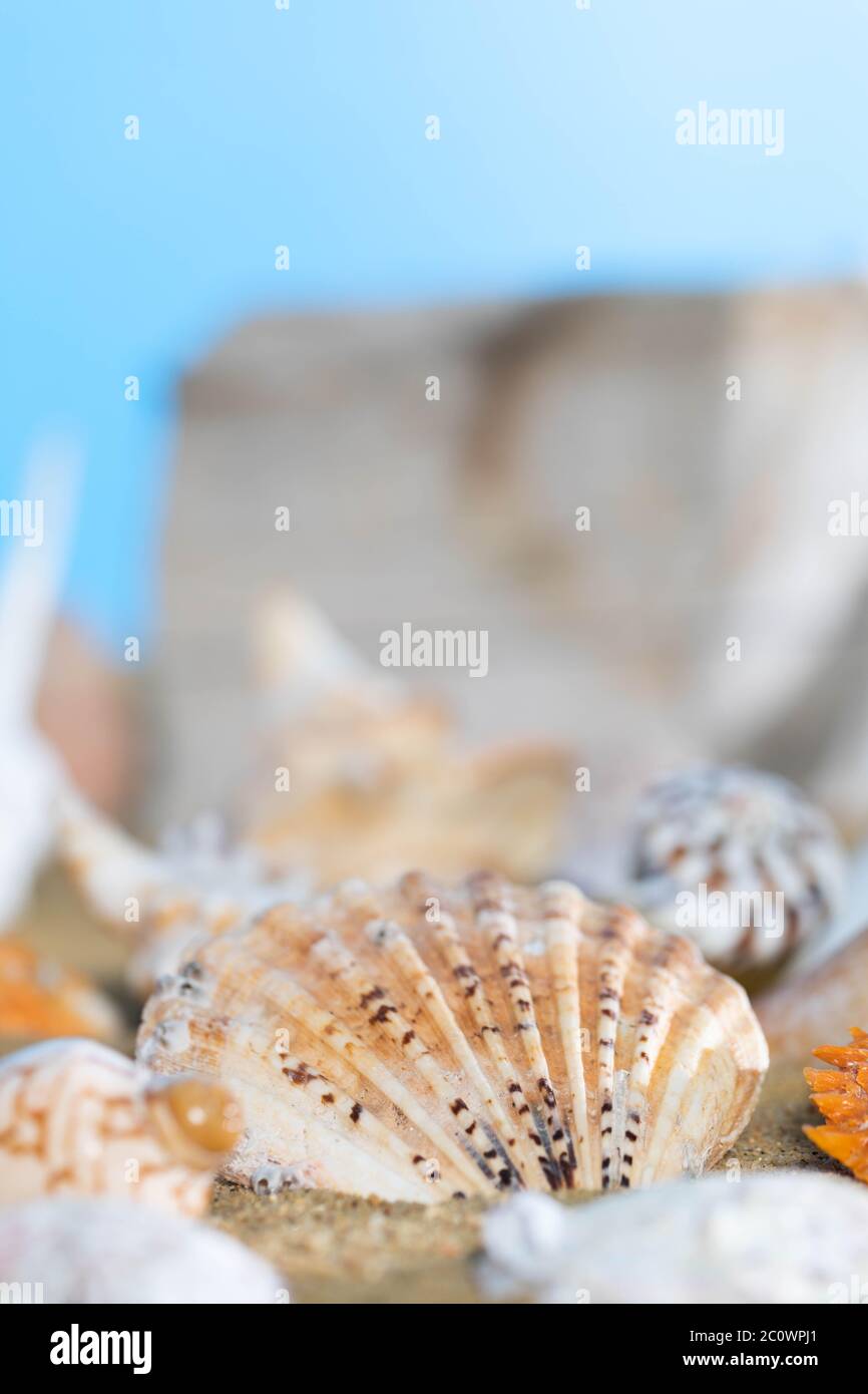 Blue sky. Limestone shells of snails. Abandoned shells lie on the beach ...