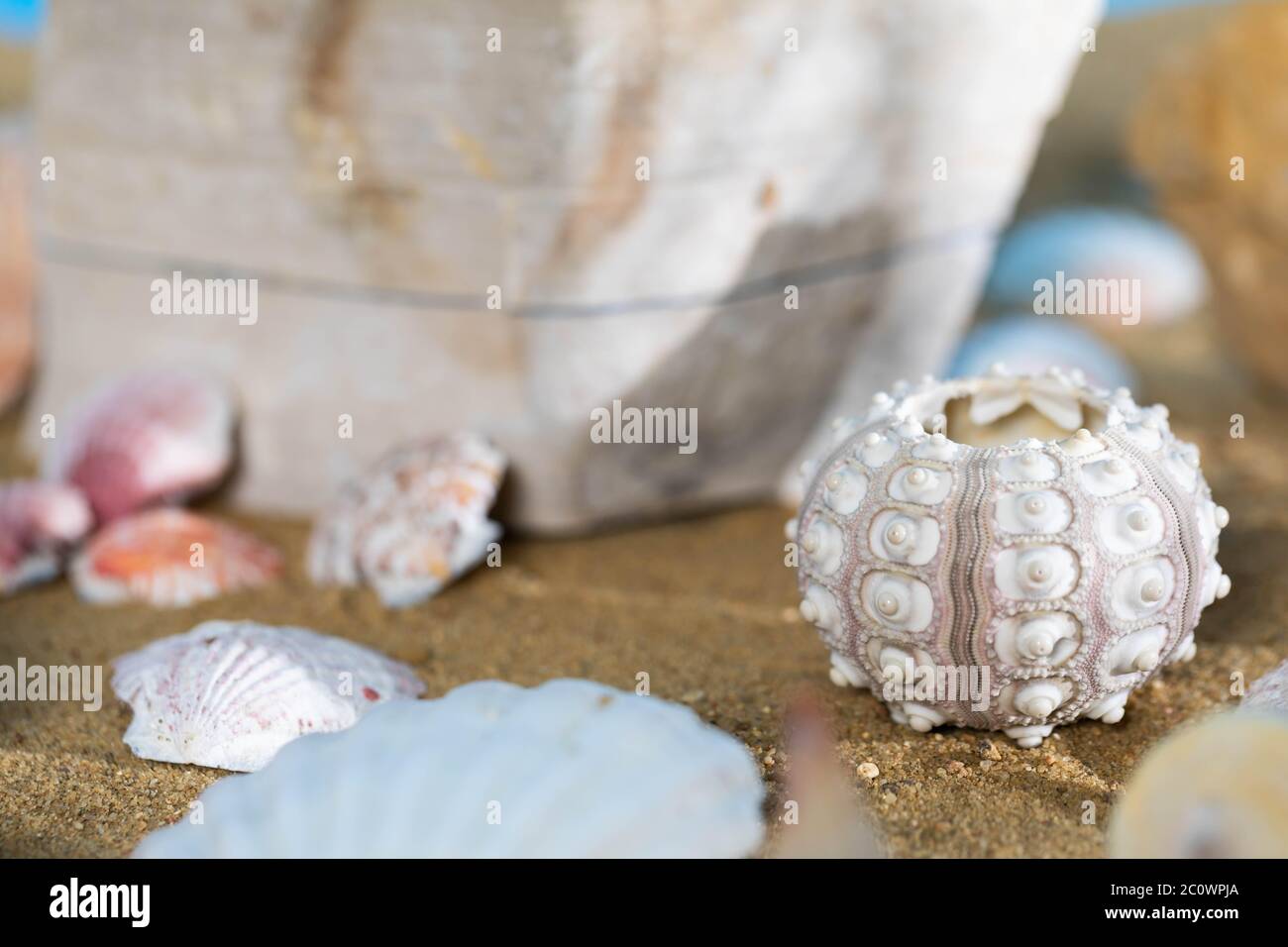 Limestone shells of snails. Abandoned shells lie on the beach. Sandy ...
