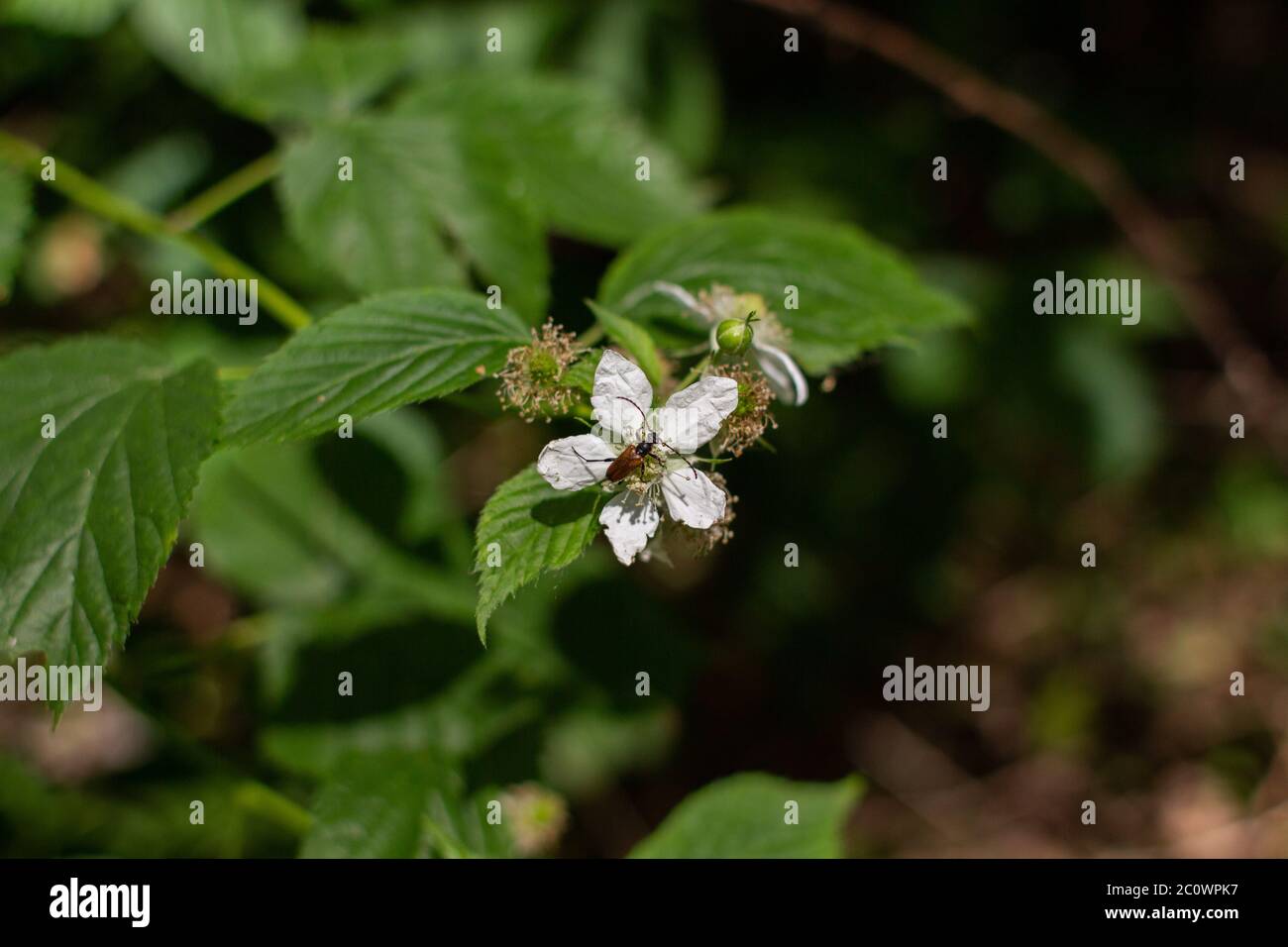 Raspberry beetle hi-res stock photography and images - Alamy