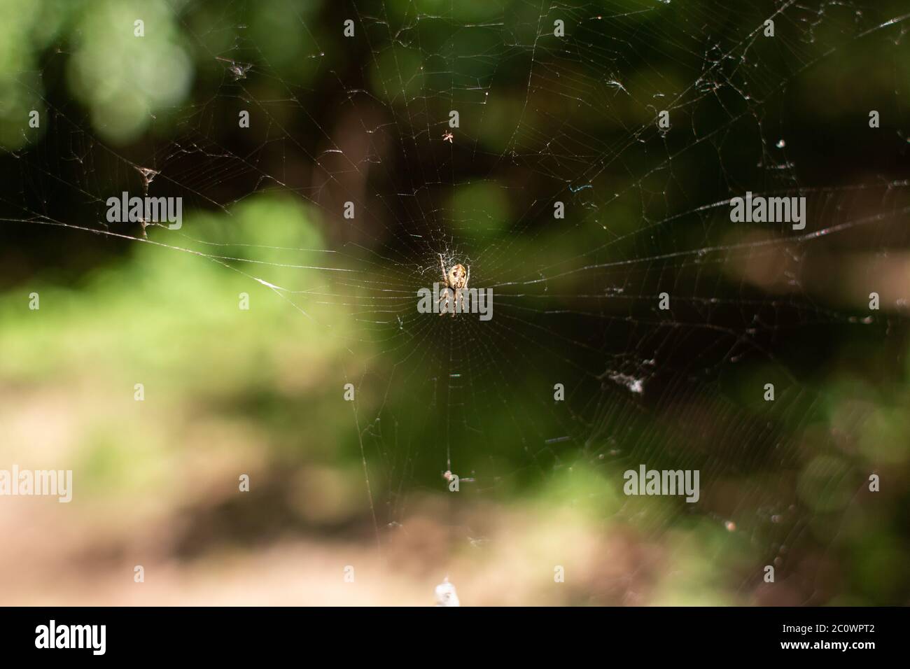 spider hanging on web in the forest Stock Photo - Alamy