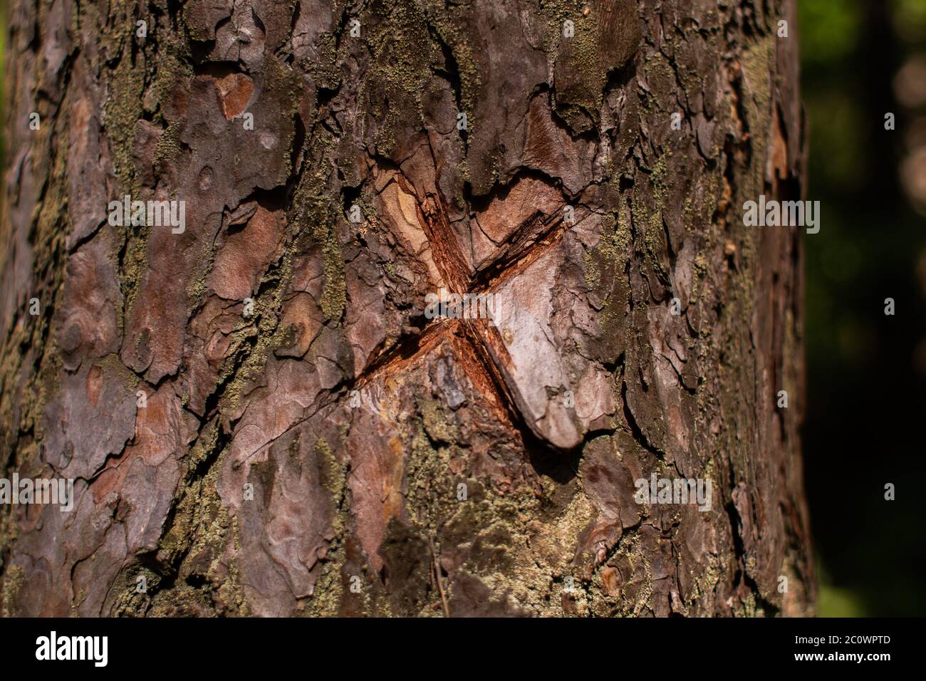 carved cross on pine in the forest Stock Photo - Alamy