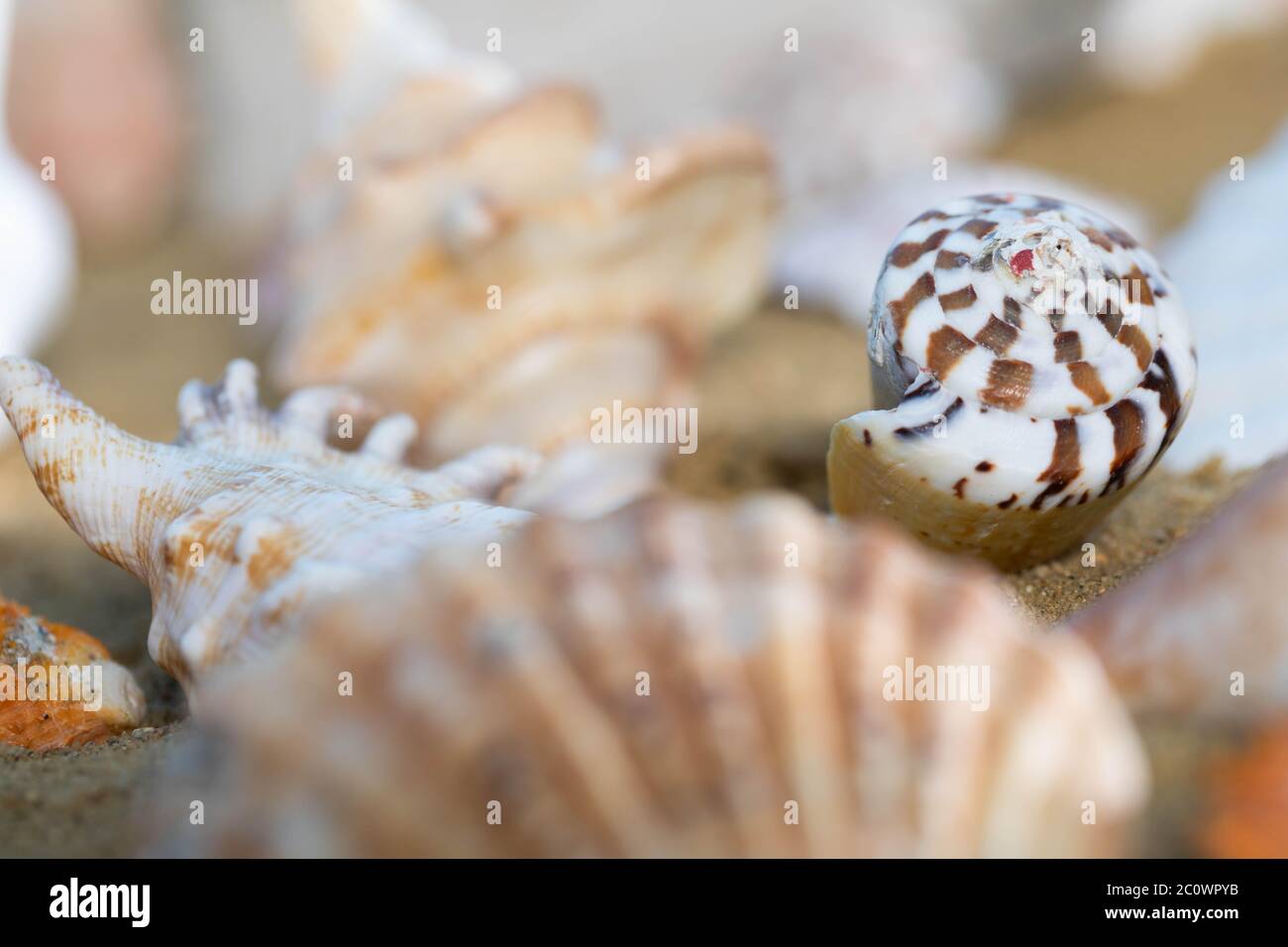 Limestone shells of snails. Abandoned shells lie on the beach. Sandy ...