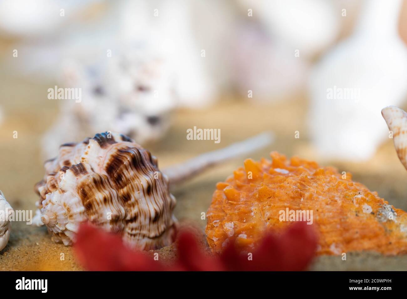 Limestone shells of snails. Abandoned shells lie on the beach. Sandy ...