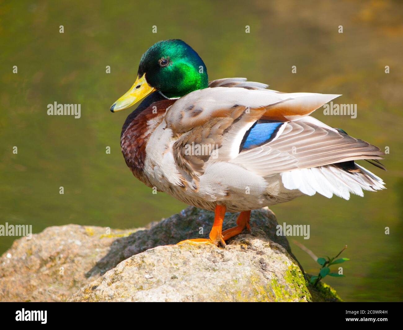 Colorful drake sitting on the rock above water Stock Photo - Alamy