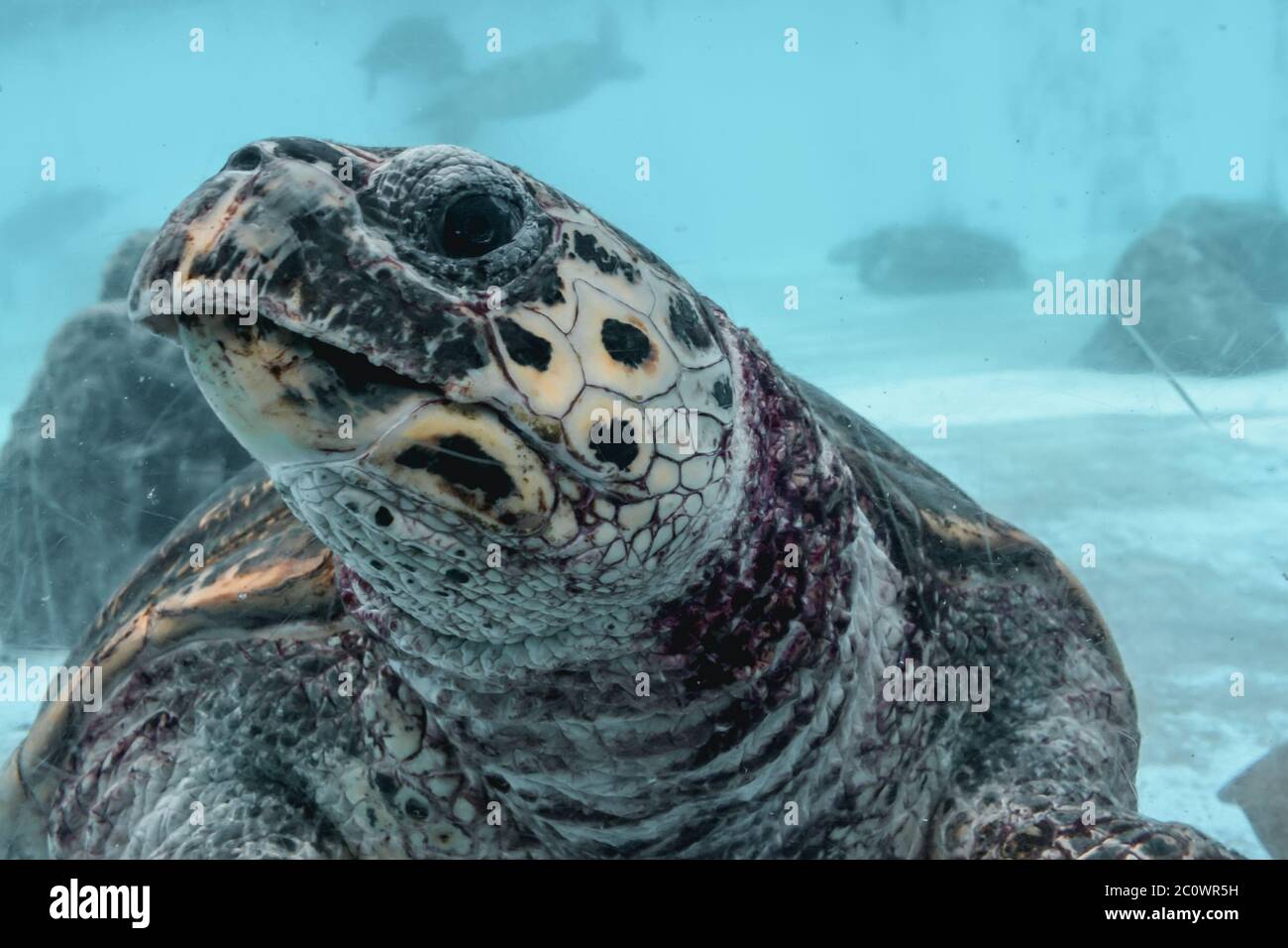 Huge sea turtle Kareta in Okinawa Japan close up shot Stock Photo - Alamy