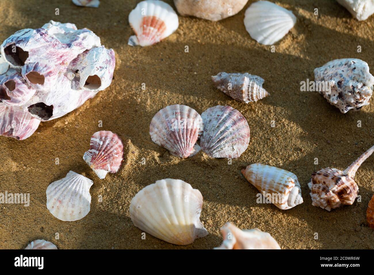Limestone shells of snails. Abandoned shells lie on the beach. Sandy ...