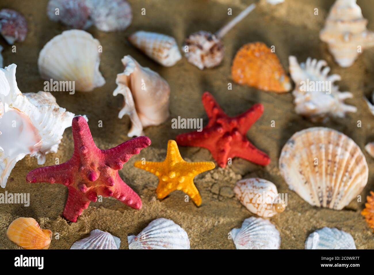 Limestone shells of snails. Abandoned shells lie on the beach. Sandy ...