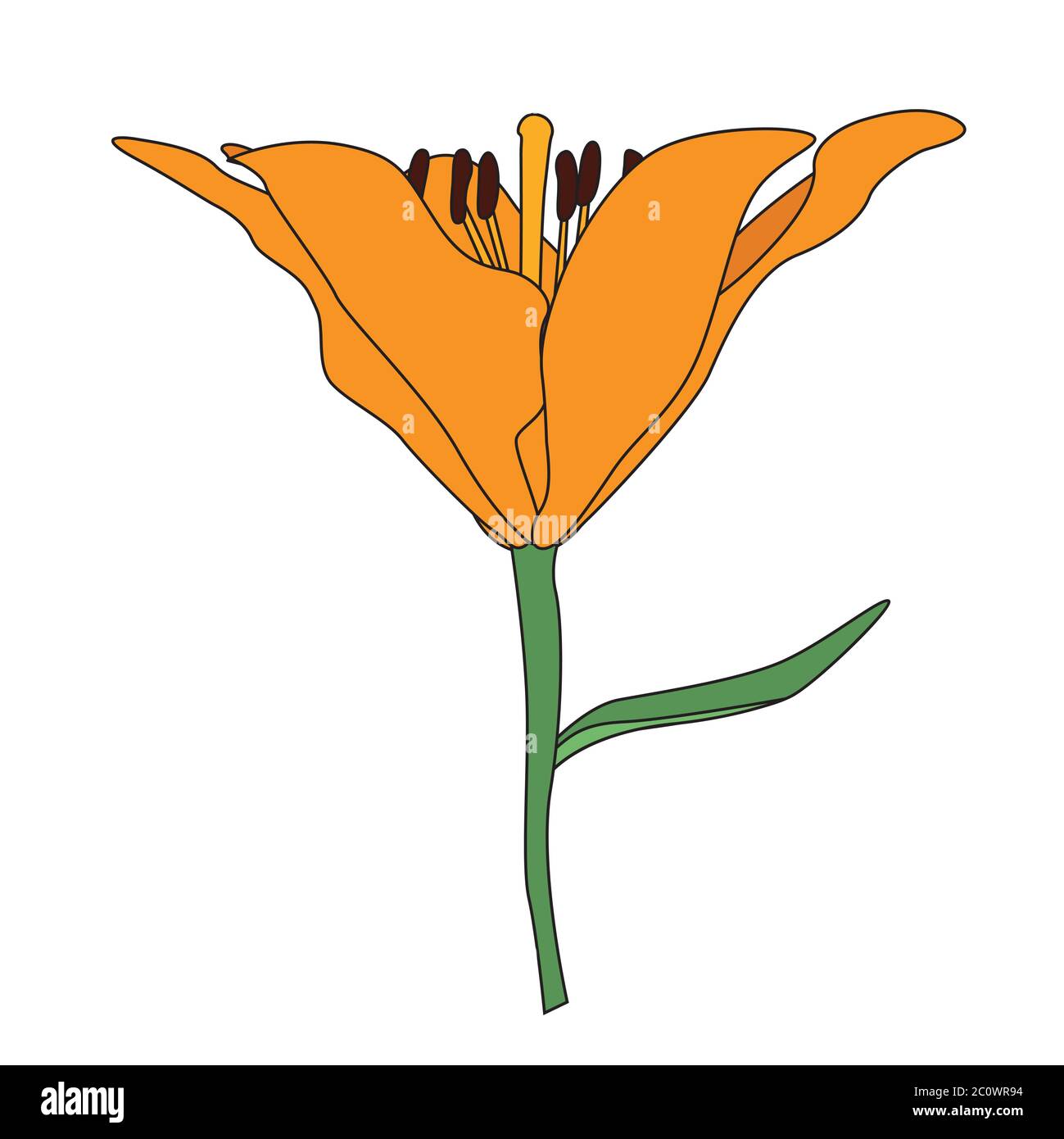 Hand drawn Lilly flower. Vector Illustration EPS10 Stock Vector Image ...