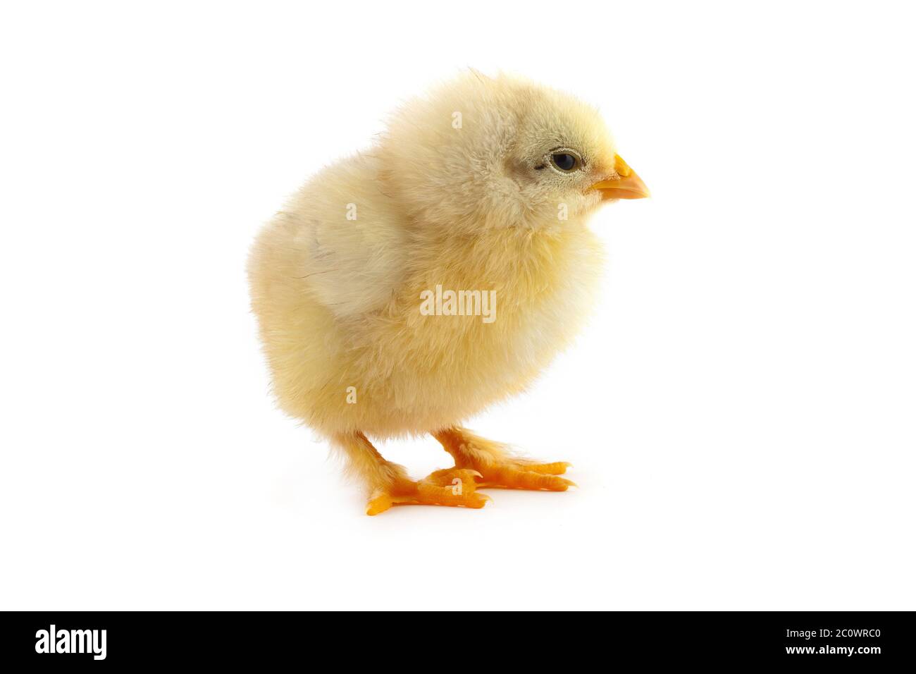 The yellow small chick Stock Photo - Alamy