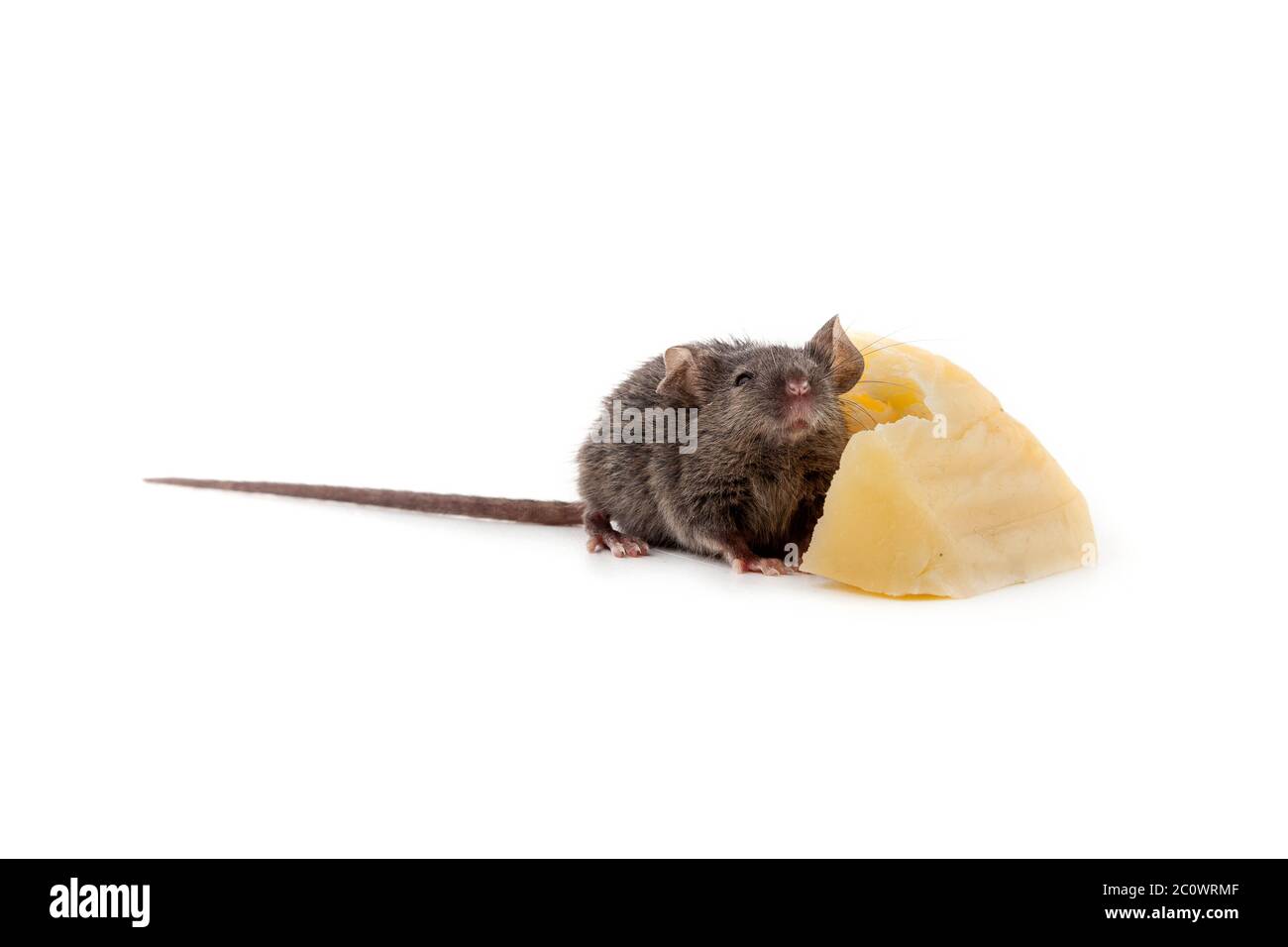 Smelling cheese Cut Out Stock Images & Pictures - Alamy