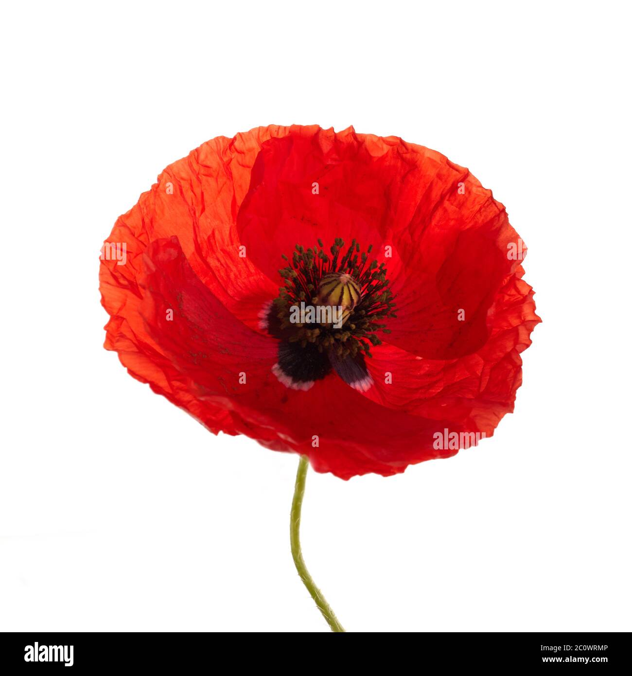 Poppy isolated on white background. Wild spring wildflower Stock Photo ...