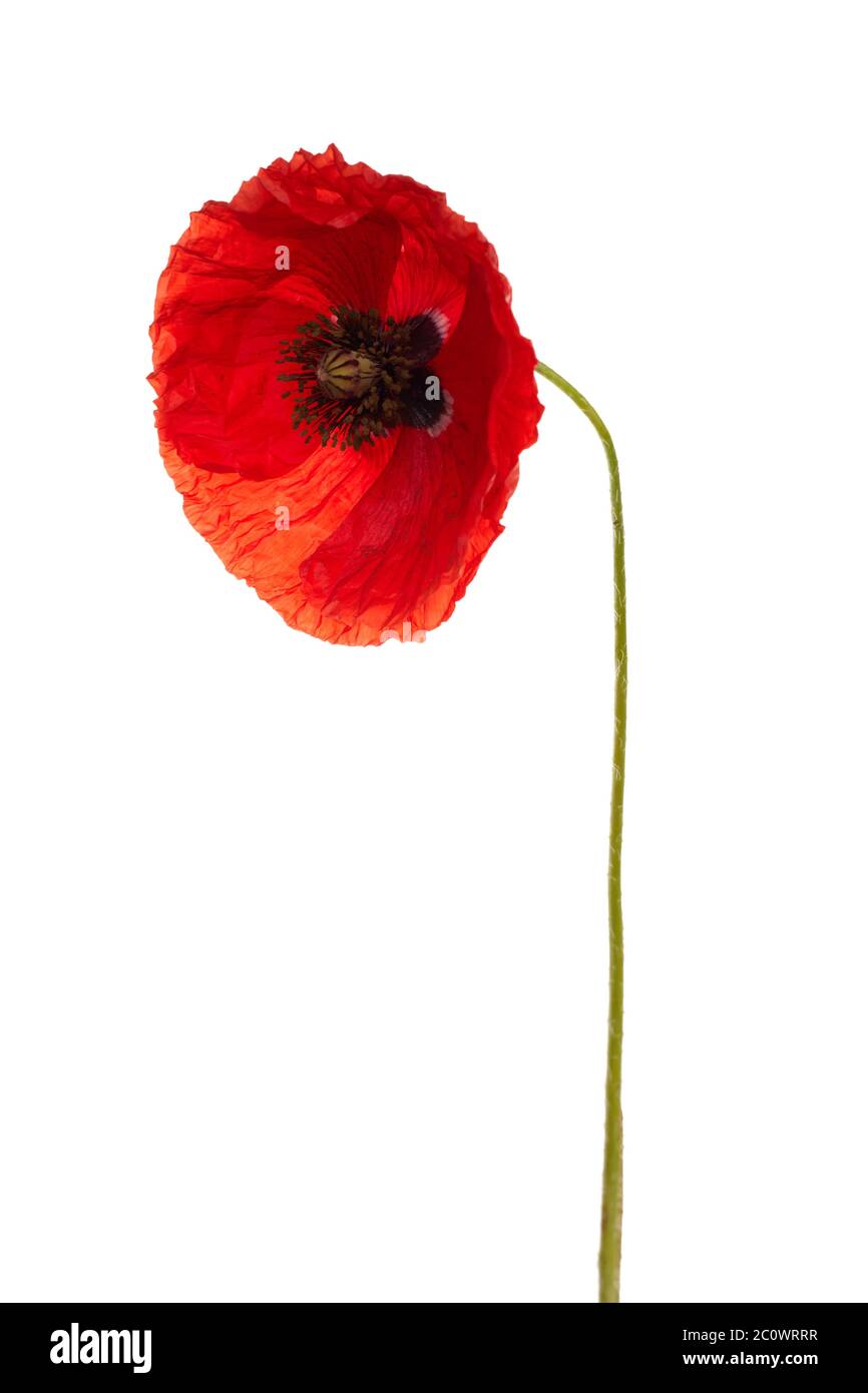 Poppy isolated on white background. Wild spring wildflower Stock Photo ...