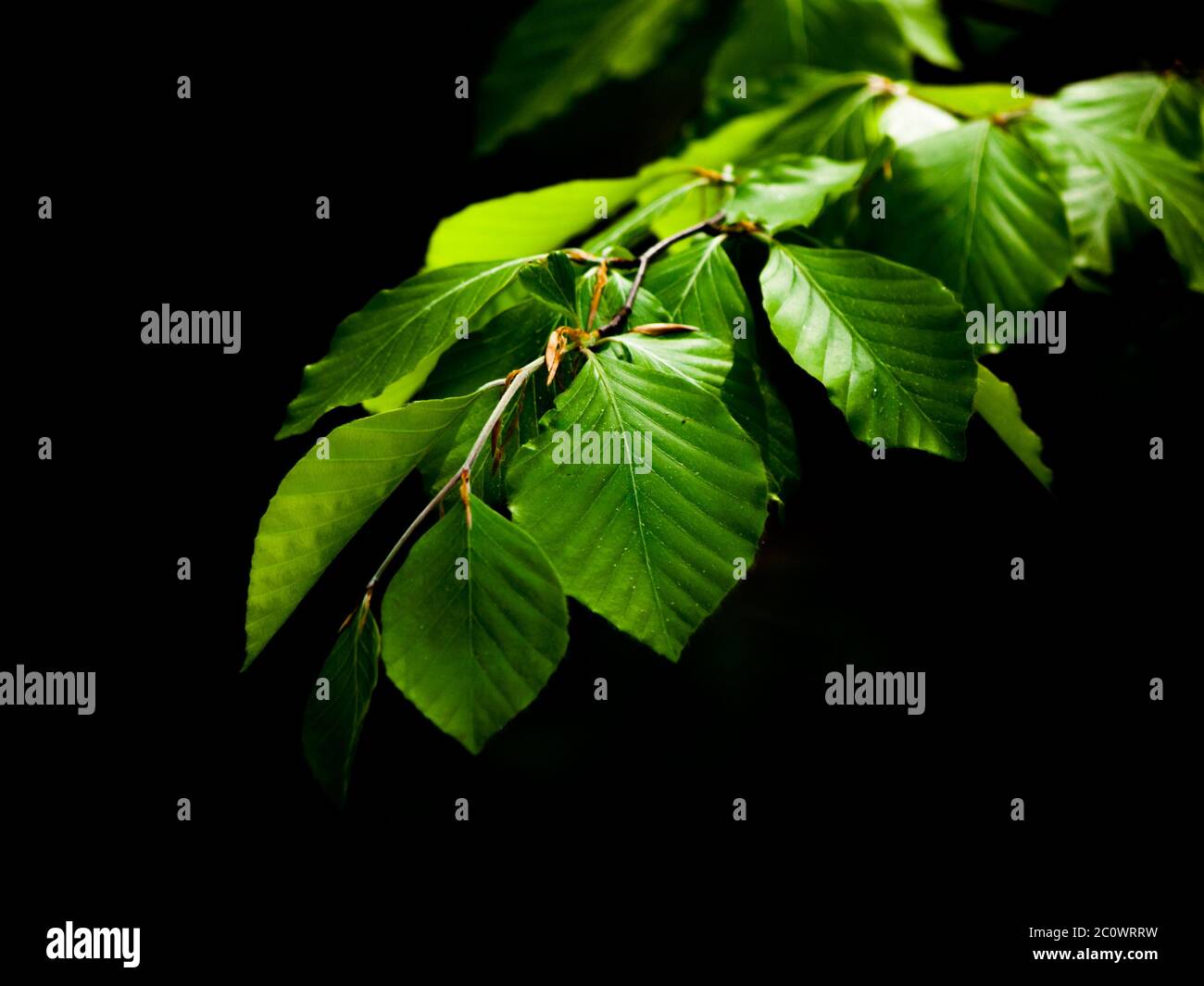 Beech tree leaves isolated hi-res stock photography and images - Alamy