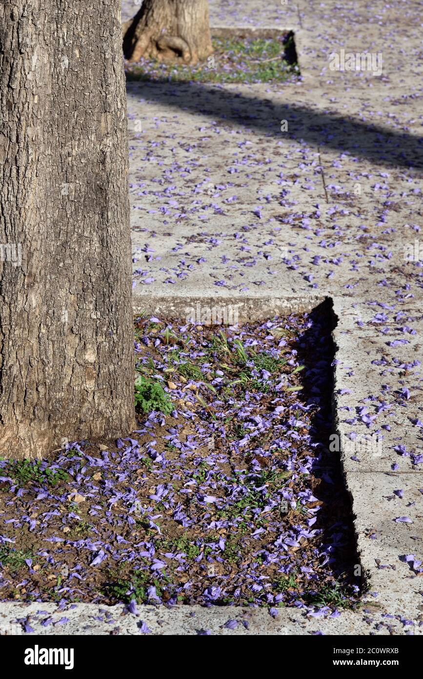 Jacaranda mimosifolia flowers fallen near tree roots in Zappeion ...