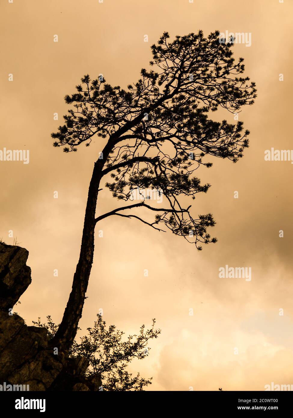 Pine tree silhouette hi-res stock photography and images - Alamy