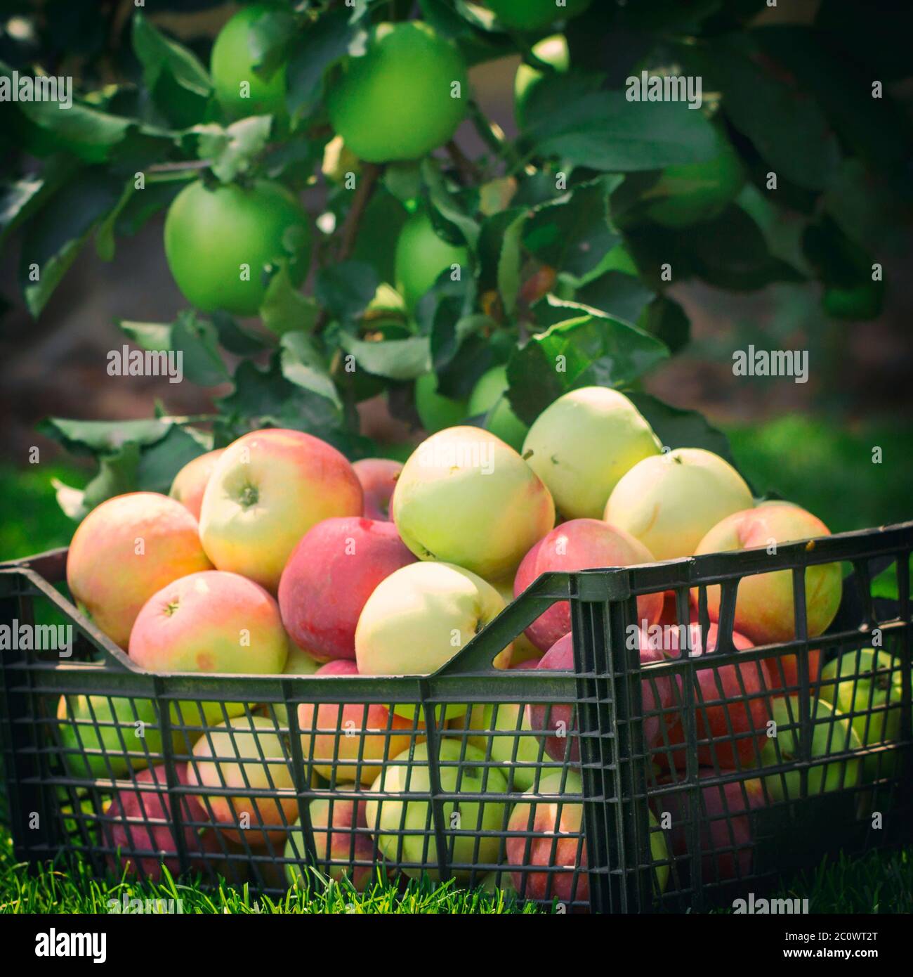 Apples in plastic basket hi-res stock photography and images - Alamy