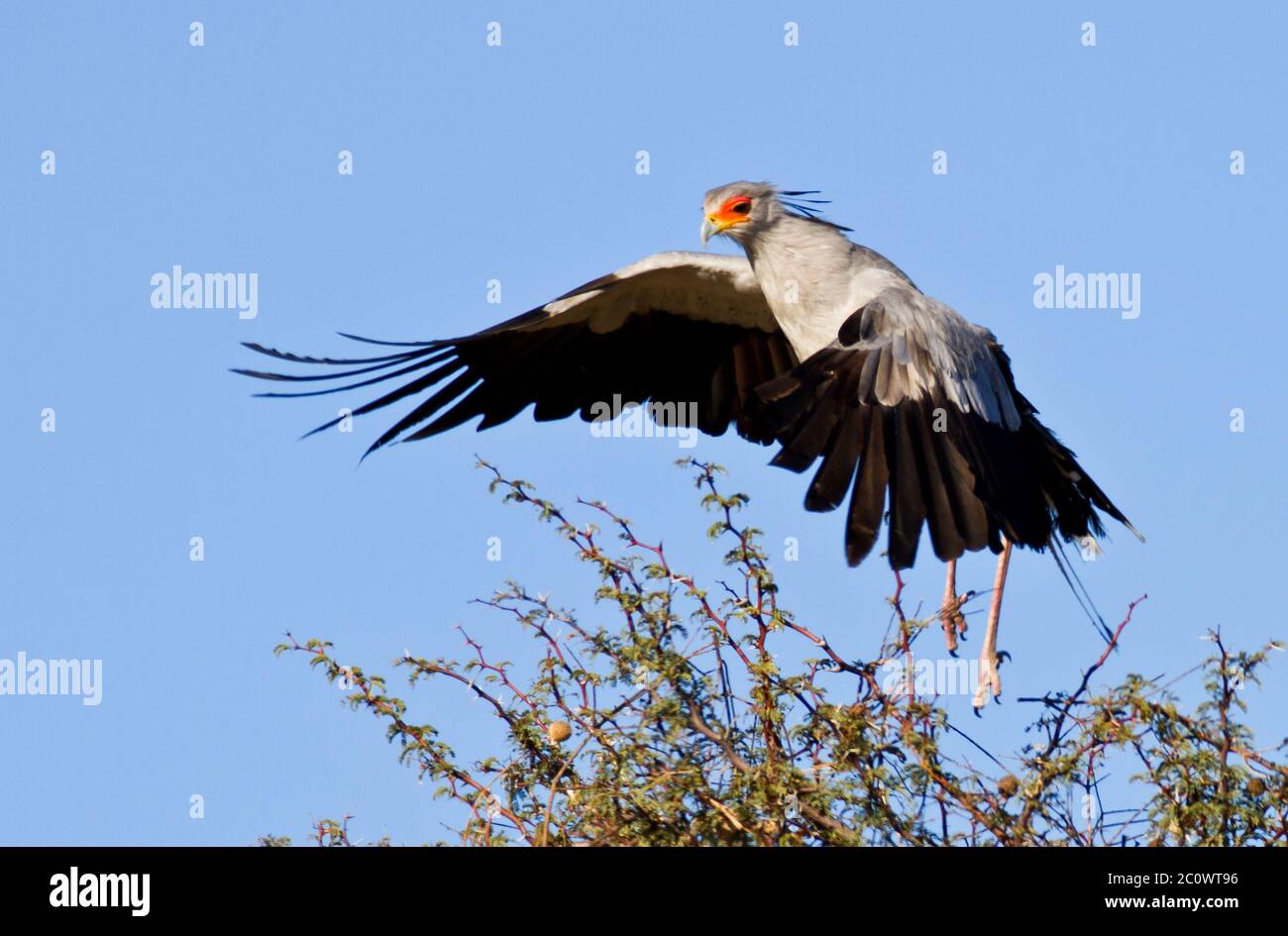 secretary bird kalahari, kgalagadi Stock Photo - Alamy