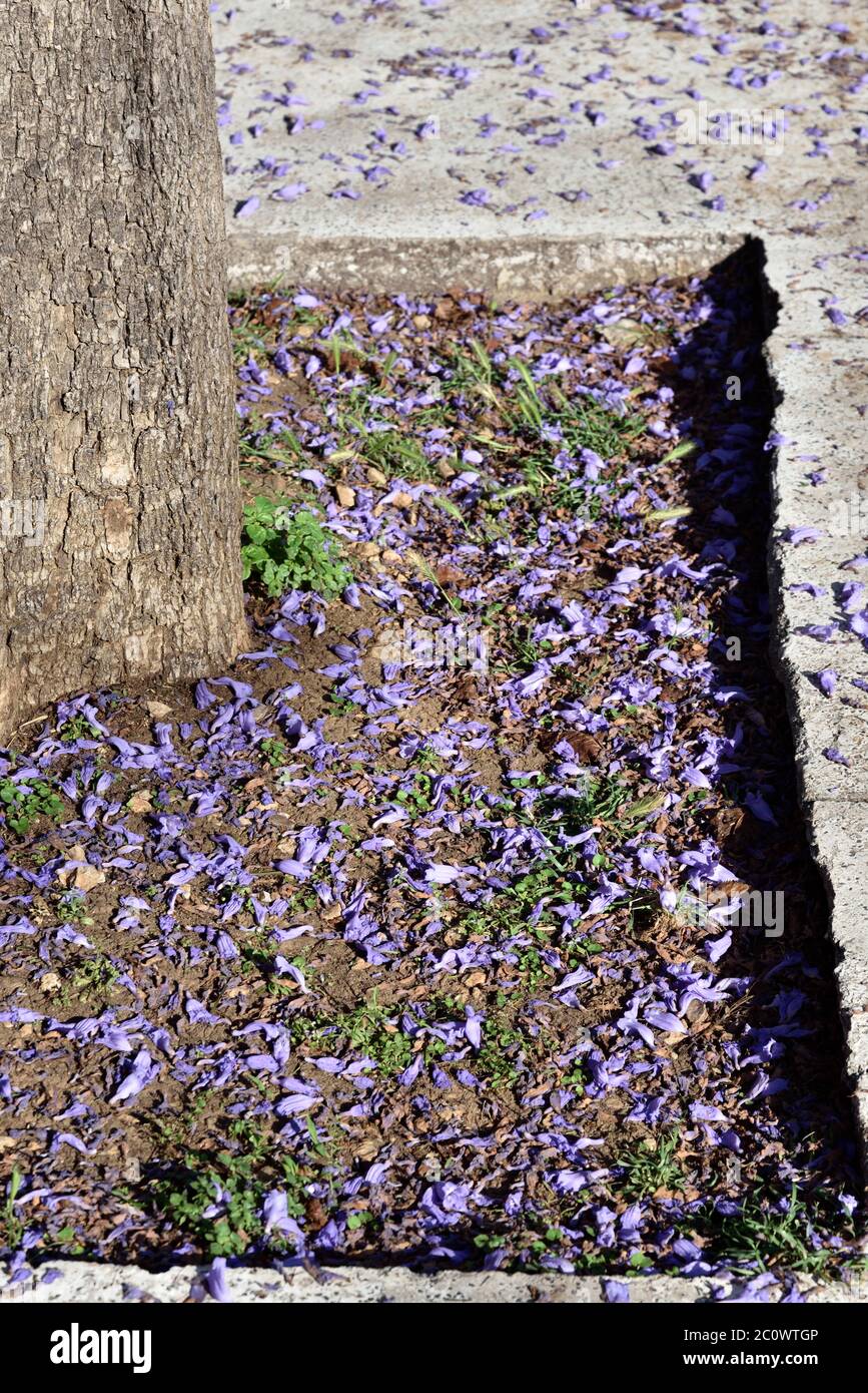 Jacaranda flowers hi-res stock photography and images - Alamy
