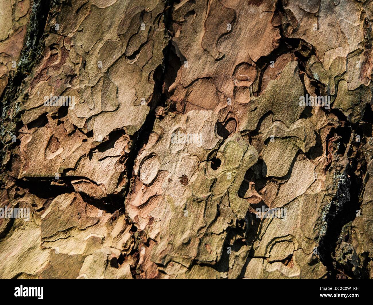 Dry cracked bark texture of pine tree. Natural detail background Stock ...