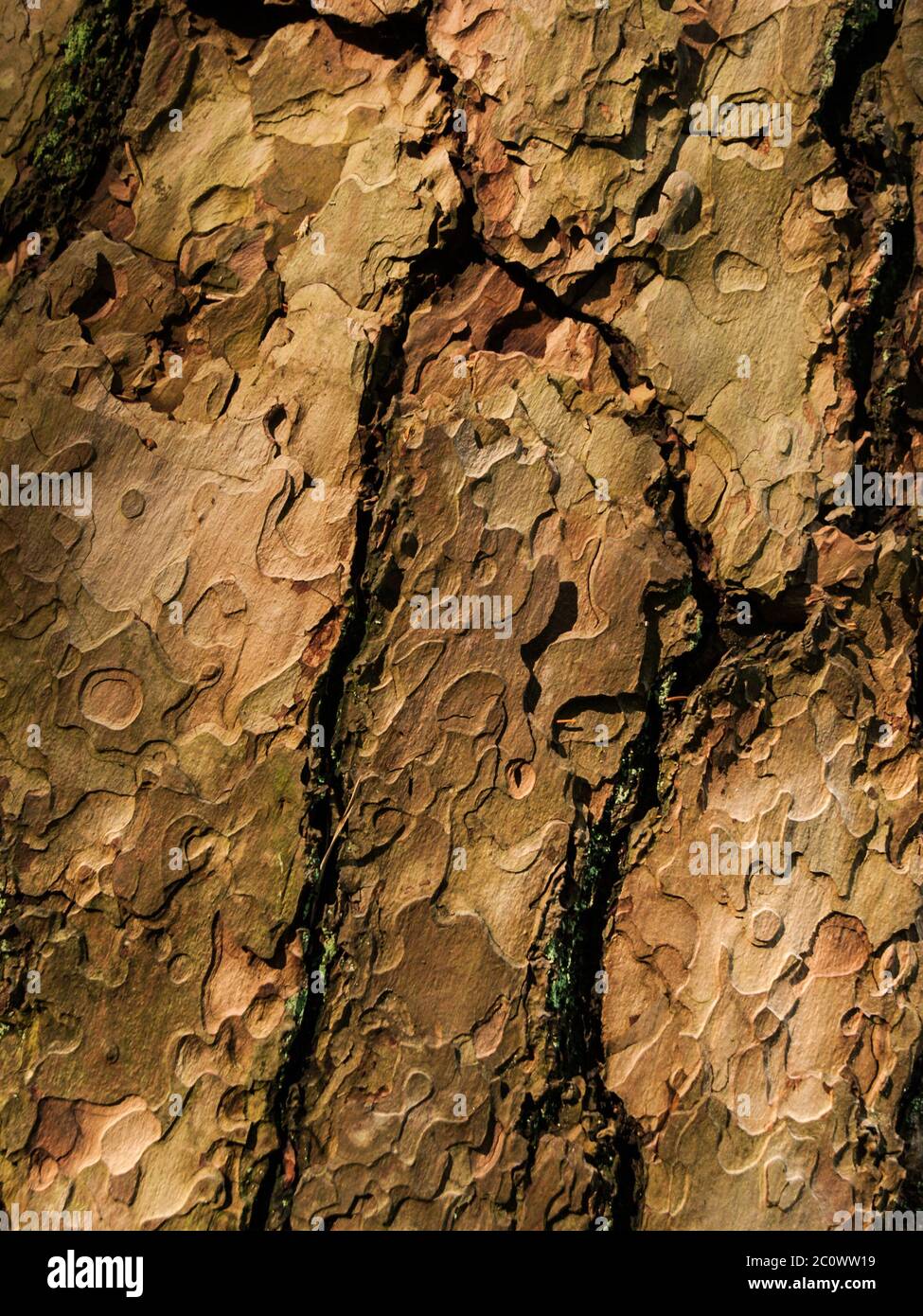 Dry cracked bark texture of pine tree. Natural detail background Stock ...