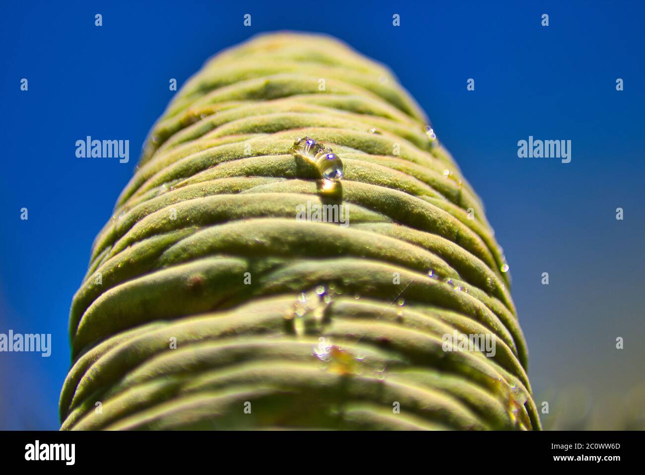 Conifer branch resin hi-res stock photography and images - Alamy