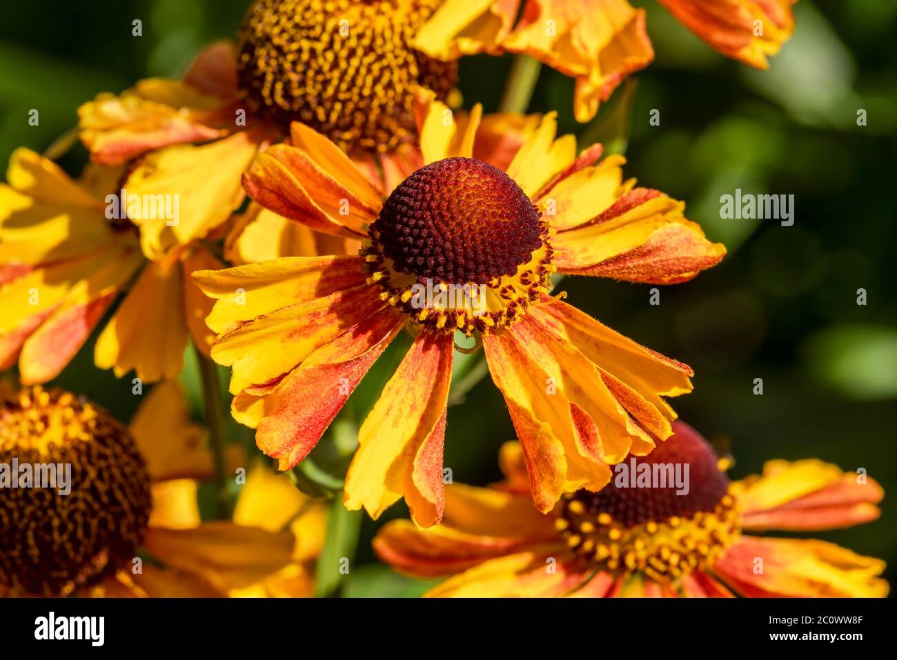 Fall helenium hi-res stock photography and images - Alamy
