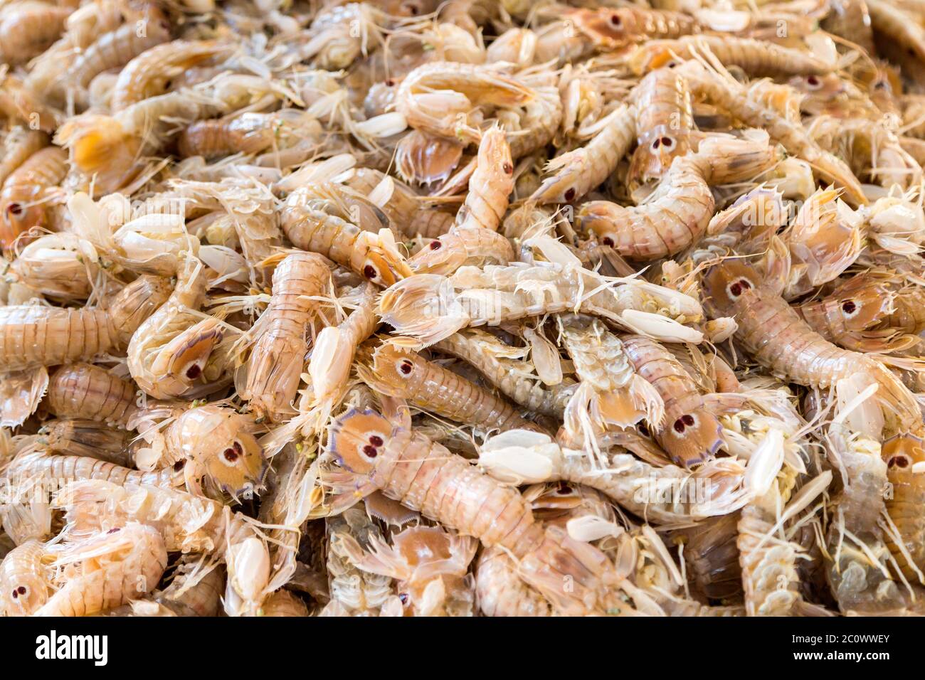 Cicala reale hi-res stock photography and images - Alamy