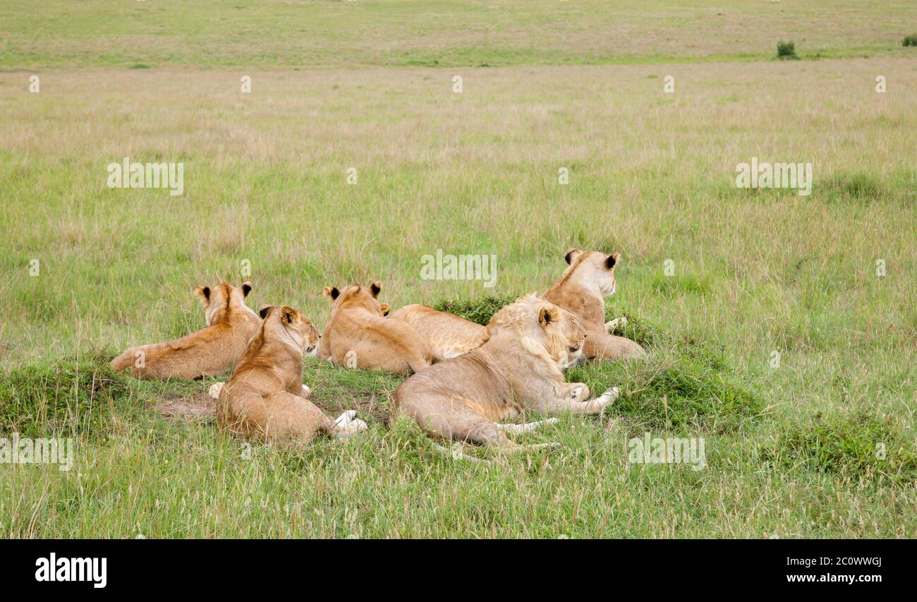 Masai mara one eyes lion hi-res stock photography and images - Alamy