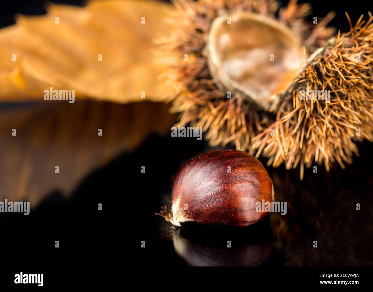 chestnut with hedgehog on a black background Stock Photo - Alamy