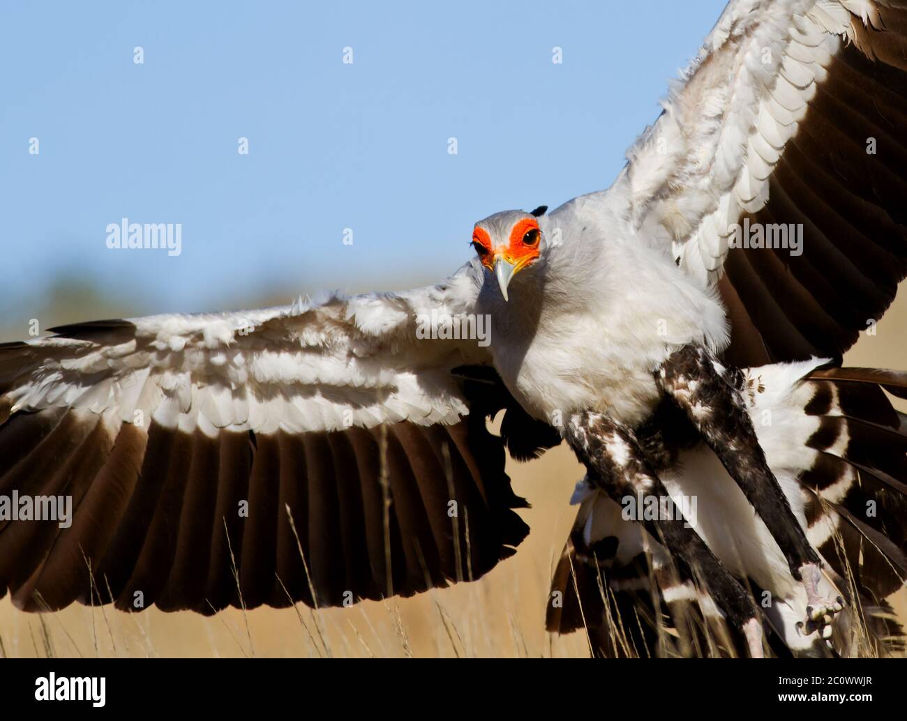 secretary bird kalahari, kgalagadi Stock Photo - Alamy