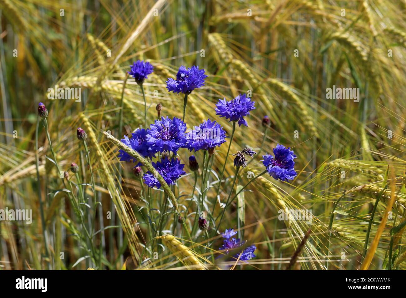 Wild cornflowers on a background of green spiky field Stock Photo - Alamy