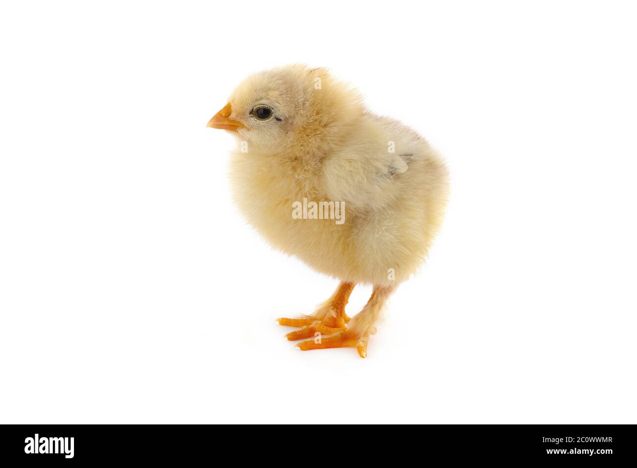 Chicken nest hatching Cut Out Stock Images & Pictures - Alamy