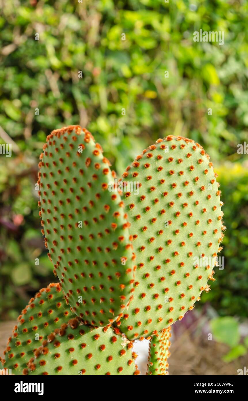 Angels wings cactus hi-res stock photography and images - Alamy