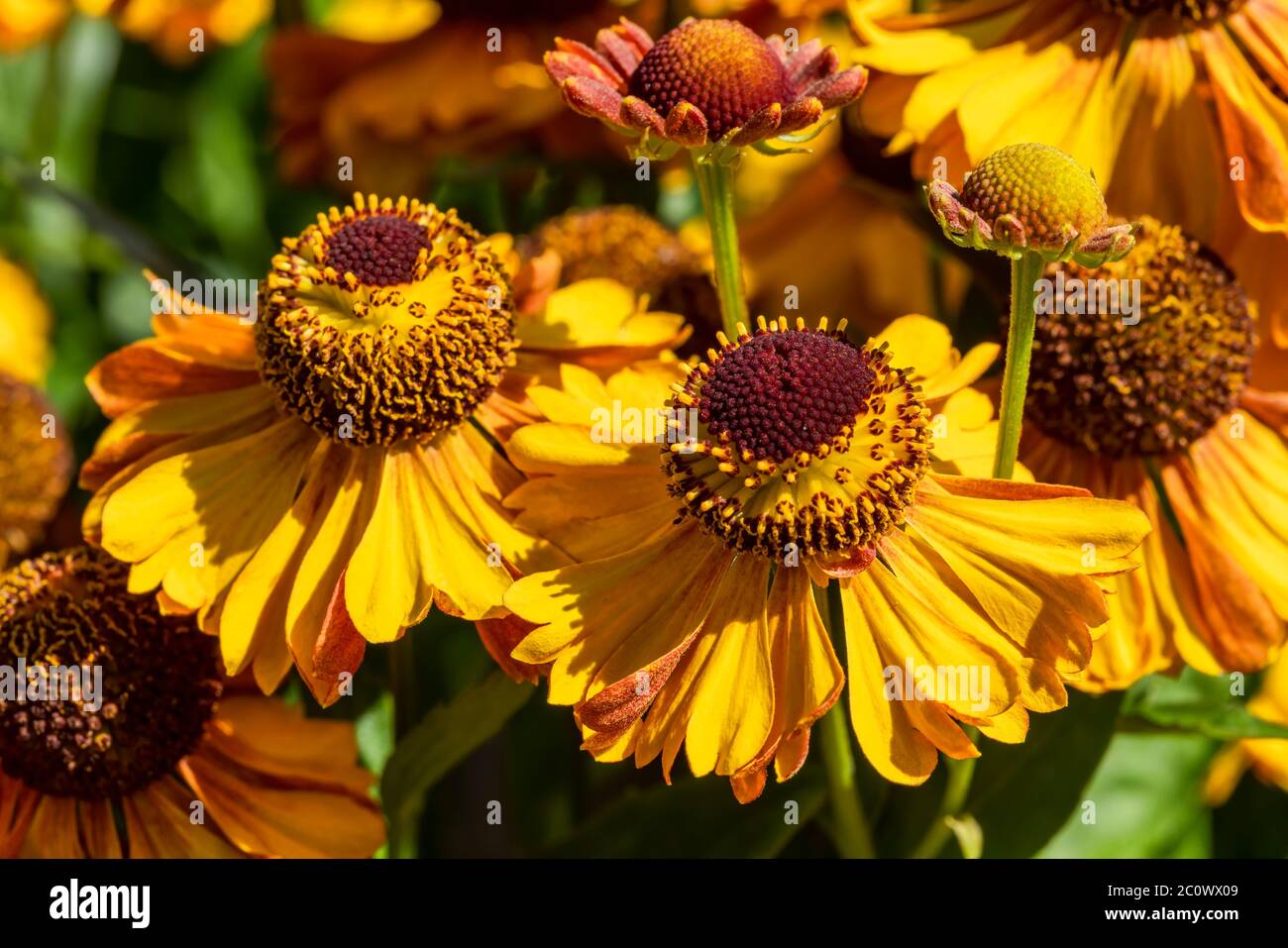 Fall Helenium High Resolution Stock Photography and Images - Alamy