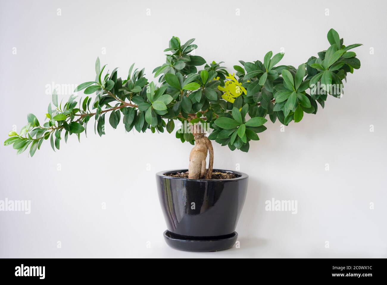 ficus tree in a pot Stock Photo - Alamy