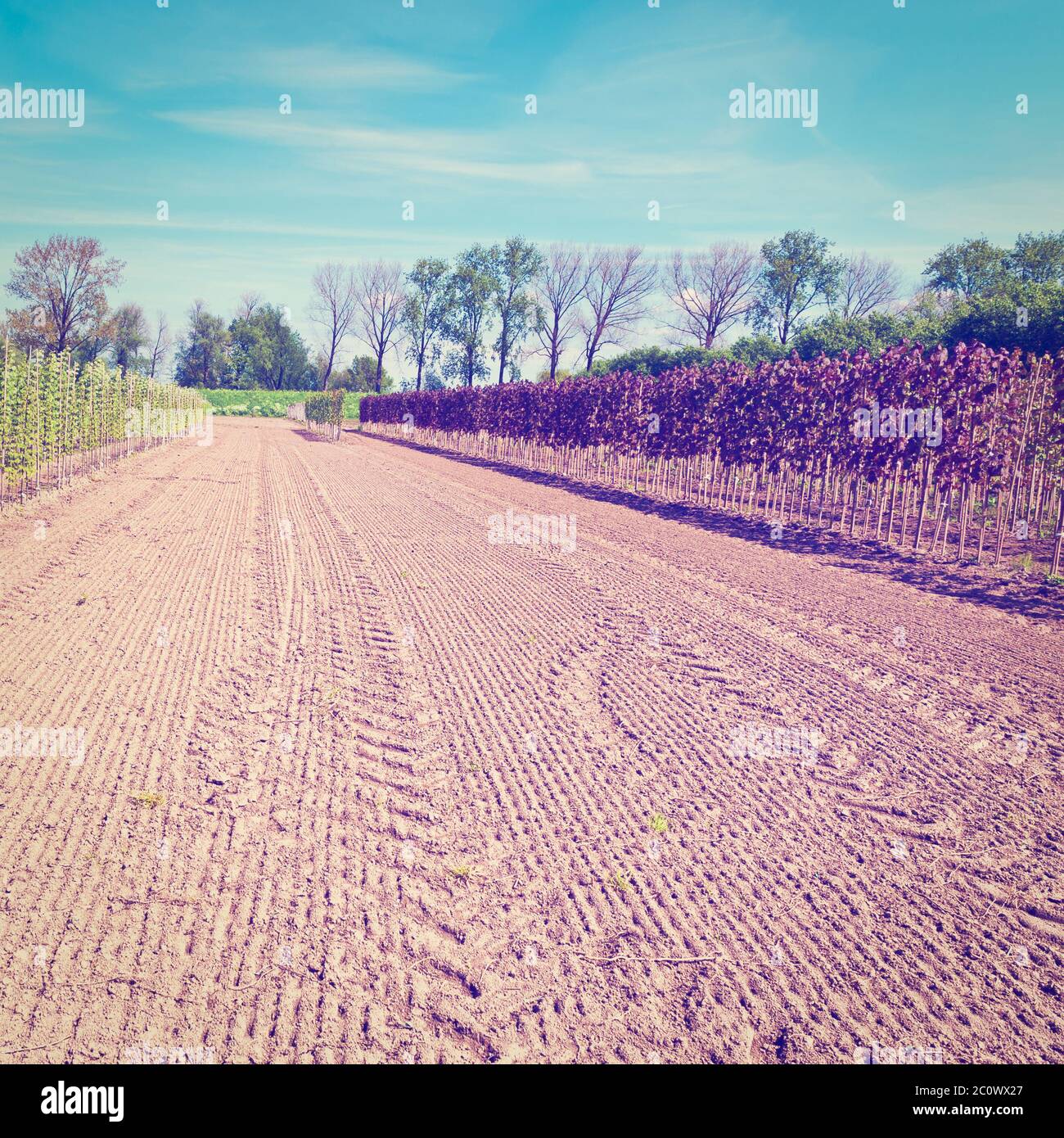 Young plants hi-res stock photography and images - Alamy