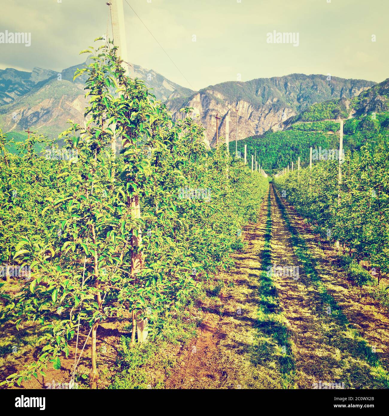 Rock pear tree hi-res stock photography and images - Alamy