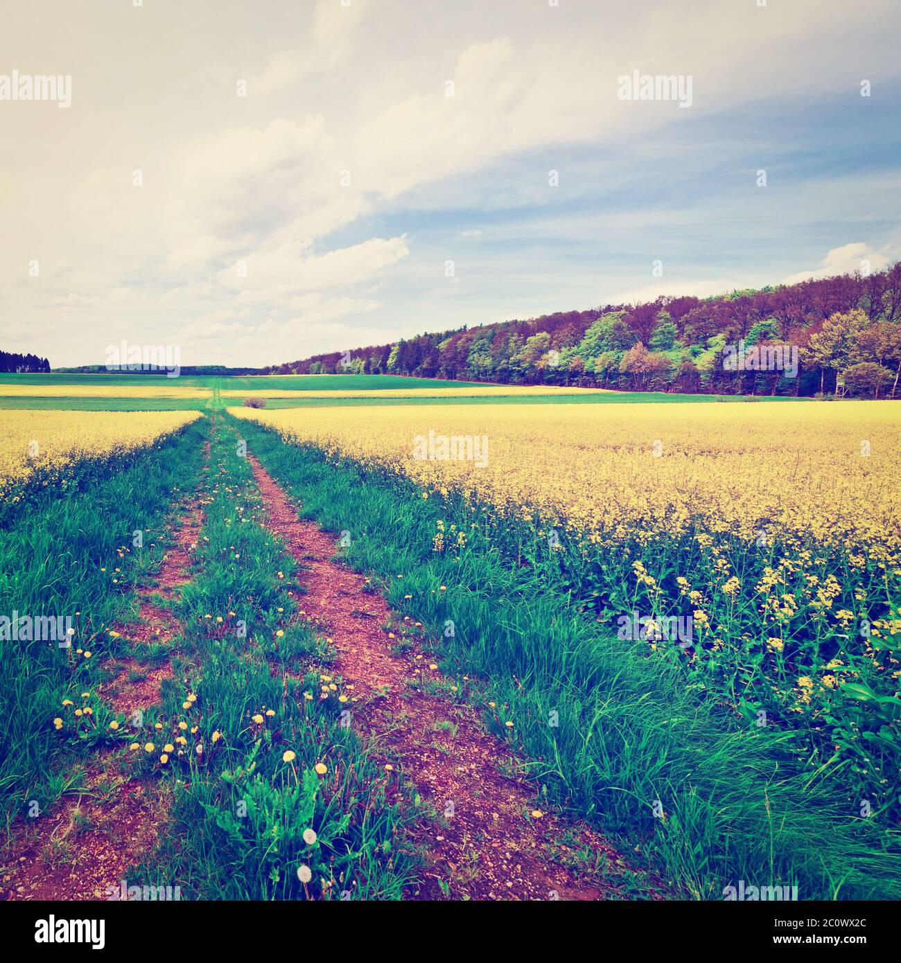 Overgrown road hi-res stock photography and images - Alamy