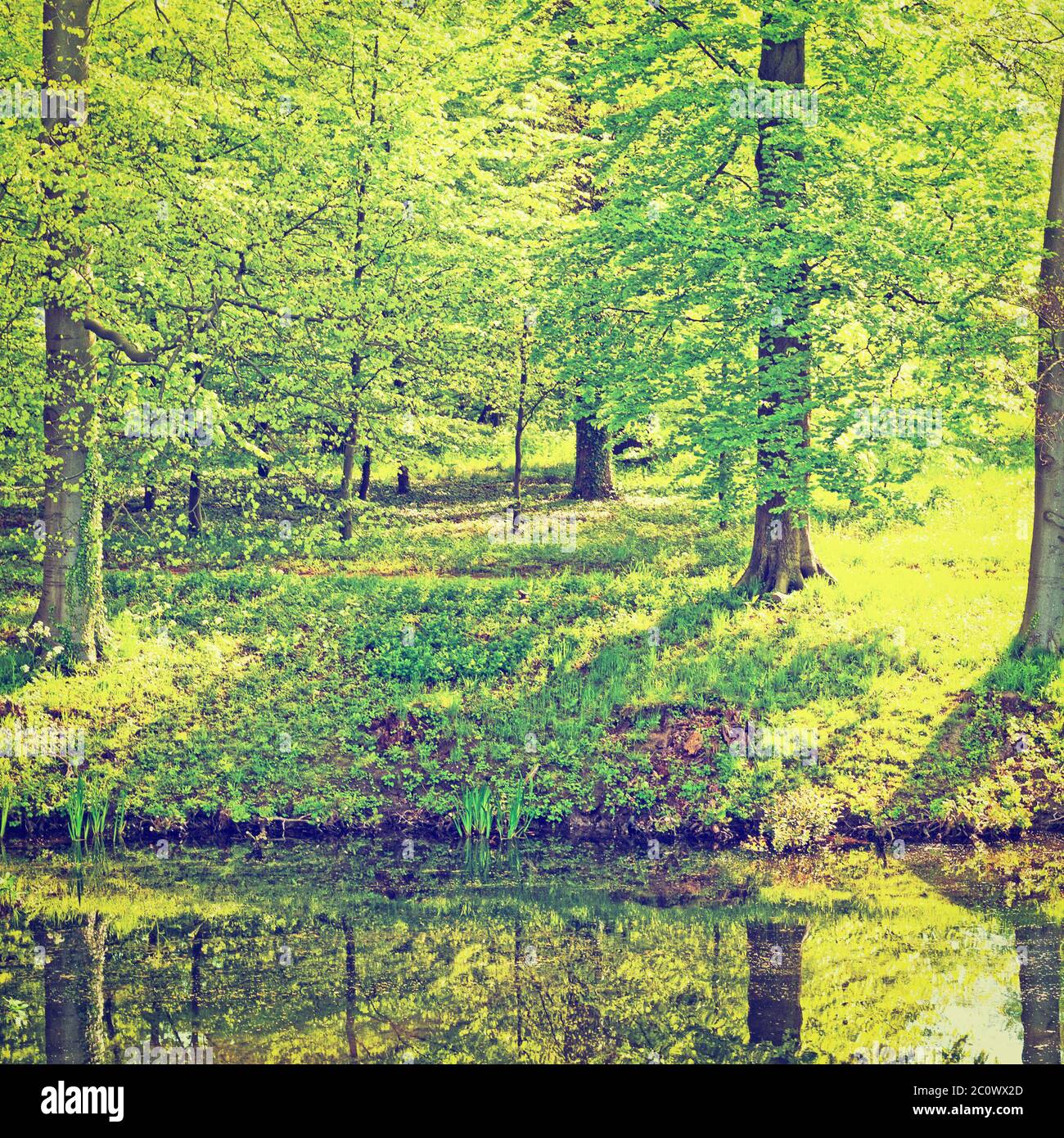 Greenwood tree hi-res stock photography and images - Alamy